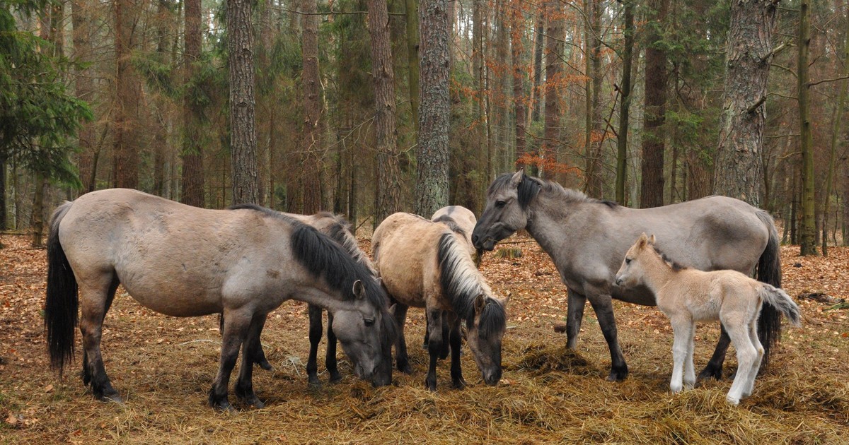 Konik polski na sprzedaż. Wyjątkowa oferta Biebrzańskiego Parku Narodowego