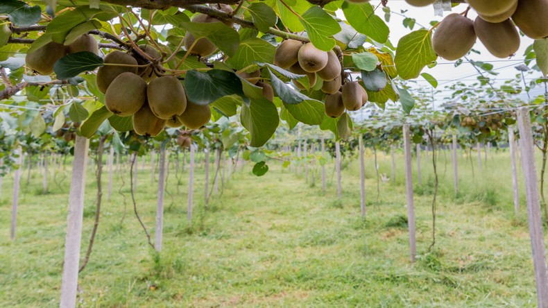 Da li znate kako raste kivi? U Srbiji je ovo samo jedna od neobičnih ...