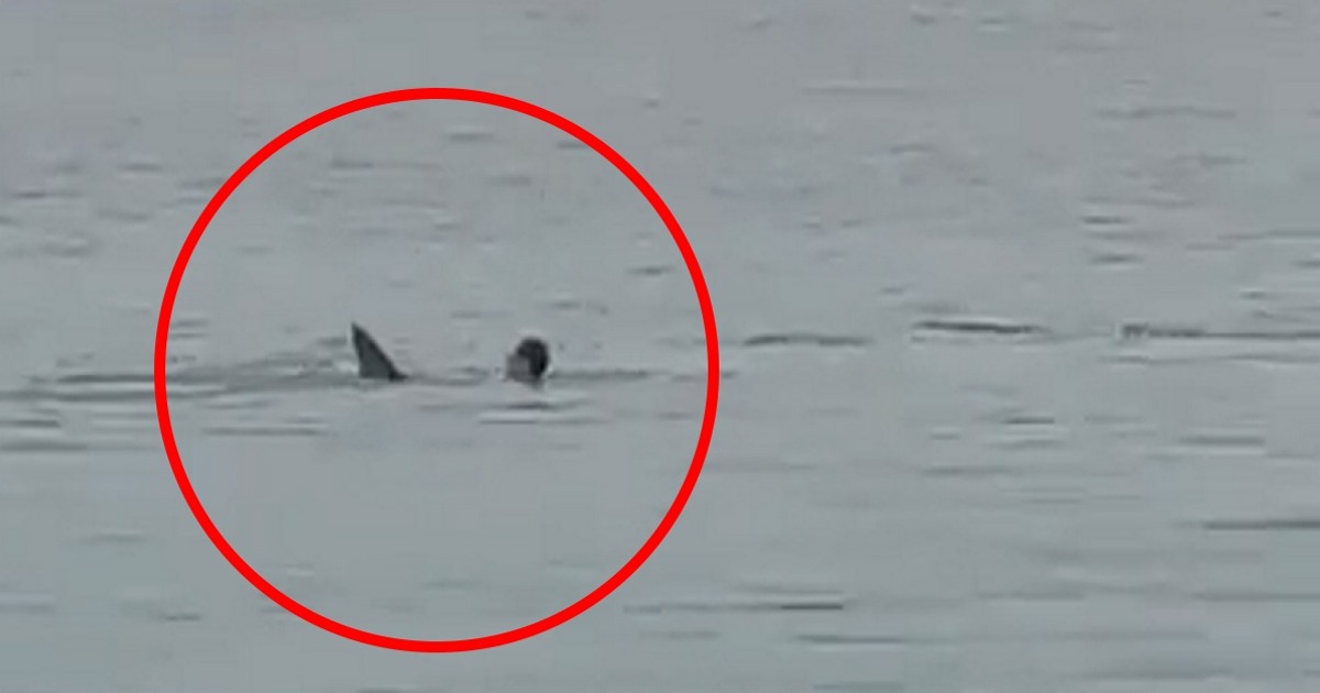 Rekin, który zjadł Rosjanina, trafi do muzeum. Egipt zmumifikuje zwłoki ...