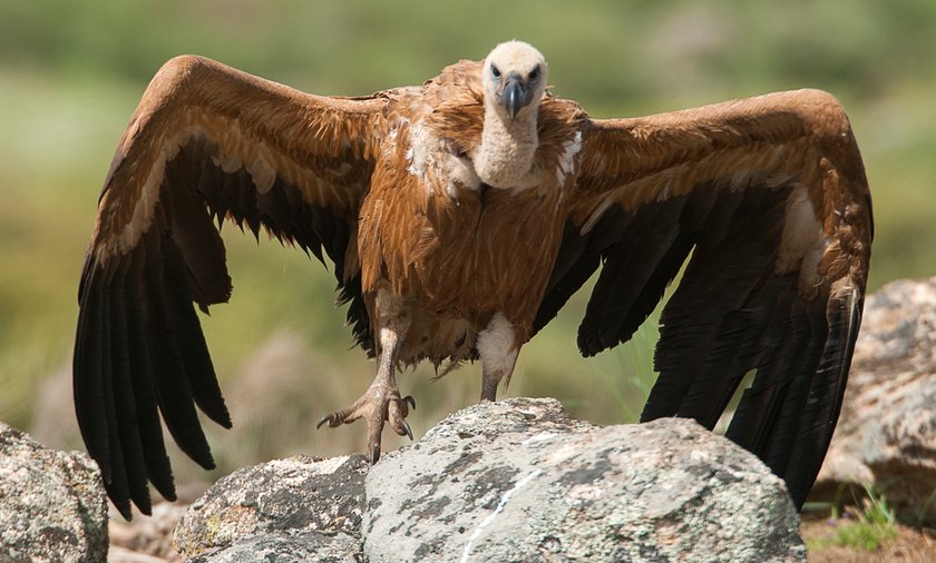 Sęp Płowy w Polsce. Przyrodnicy myśleli, że wyginął, a on tymczasem...