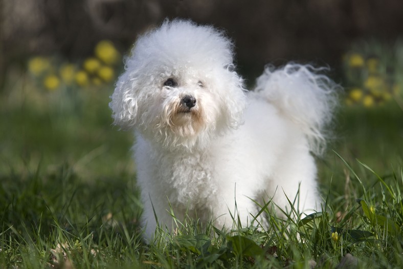 Rozpoznasz rasę psa po zdjęciu? Przetestuj swoją wiedzę - Dom