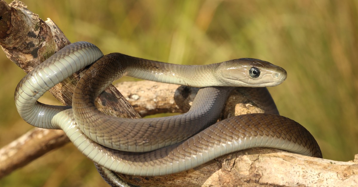 Czarna mamba uśmierzy ból Czarna mamba uśmierzy ból