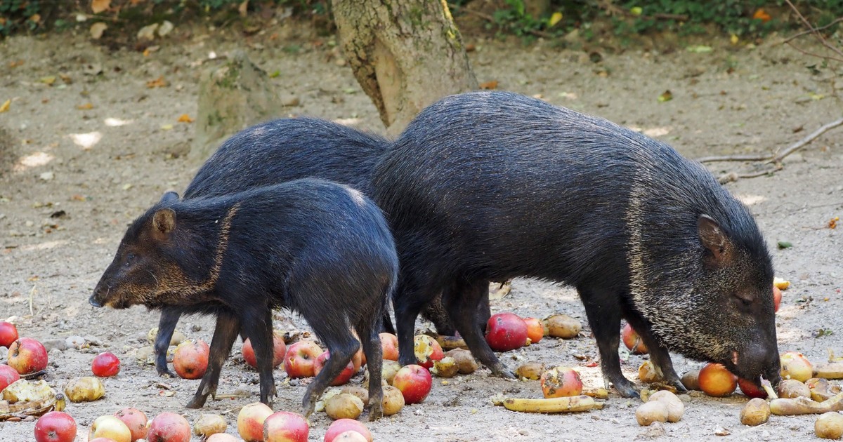 Herds of wild javelinas keep ripping apart an Arizona golf course ...