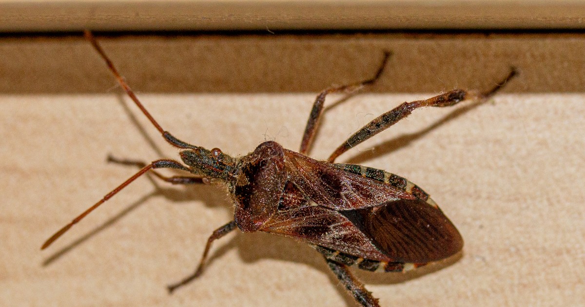 Wtyki amerykańskie. Te robaki wchodzą do naszych domów. Czy są ...