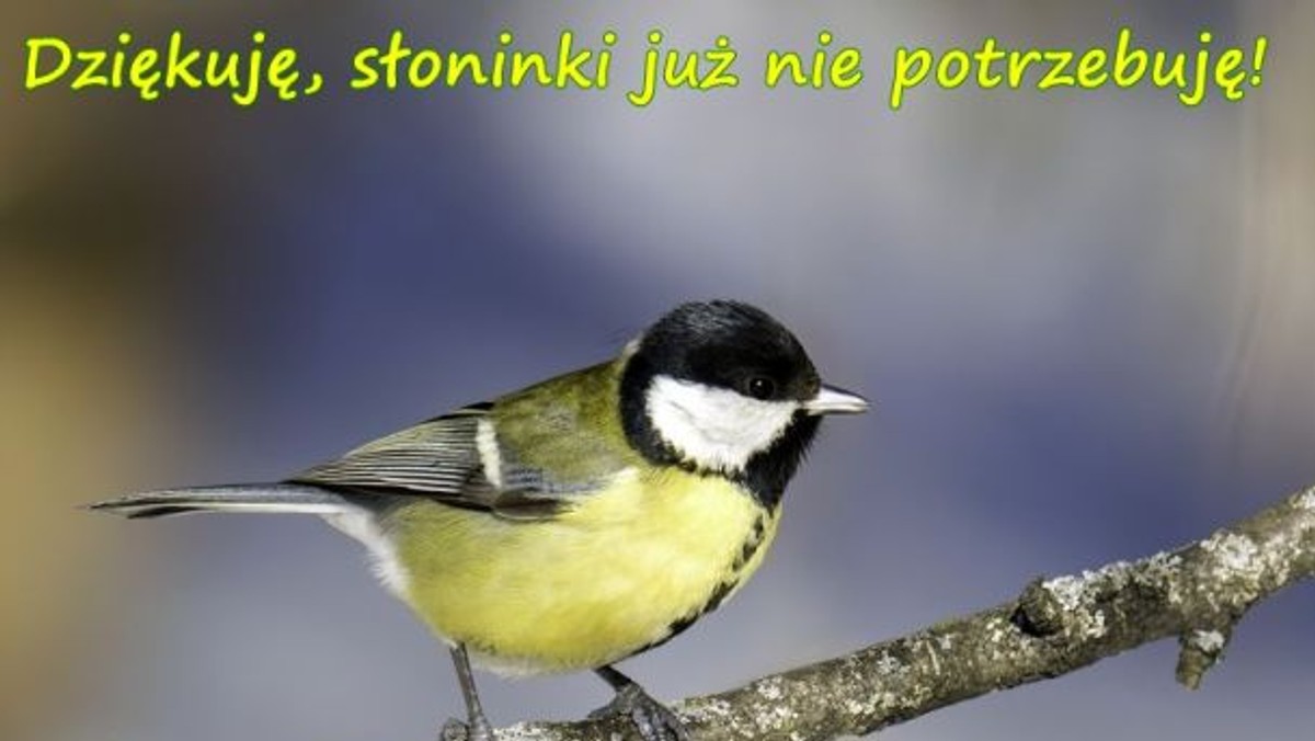 Najlepsze memy o wiośnie. Przywitaj ją z uśmiechem! - Kobieta