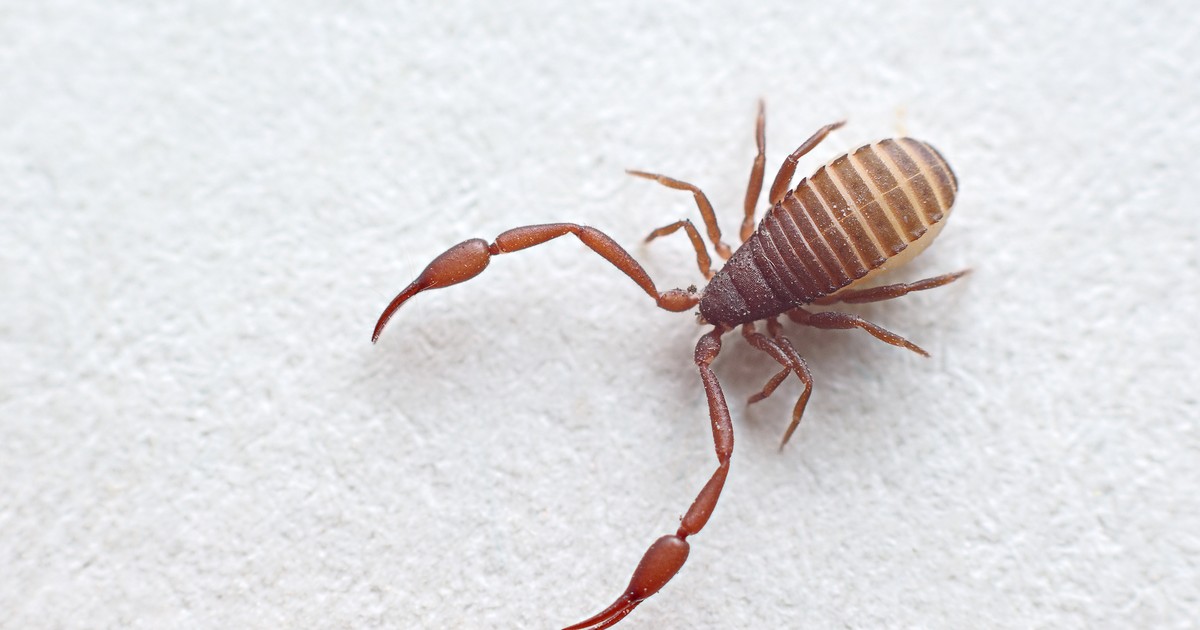 W domu możesz mieć "polskiego skorpiona". Uwielbia zwłaszcza te miejsca ...