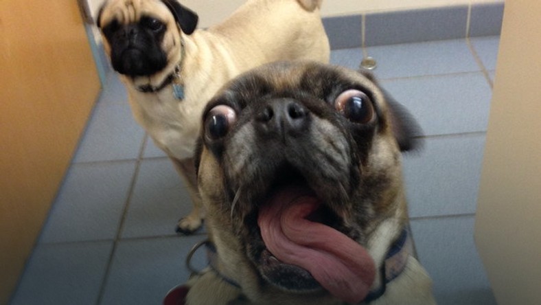 Mopsy i ich nieporadność. Mnóstwo przeuroczych zdjęć - Kobieta