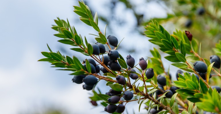 Mirt zwyczajny – występowanie, właściwości zdrowotne, zastosowanie ...