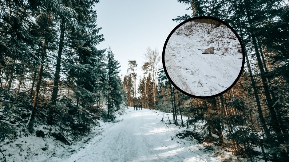 Martwy wilk znaleziony w Sulejowie. Eksperci sprawdzają, co go zabiło ...