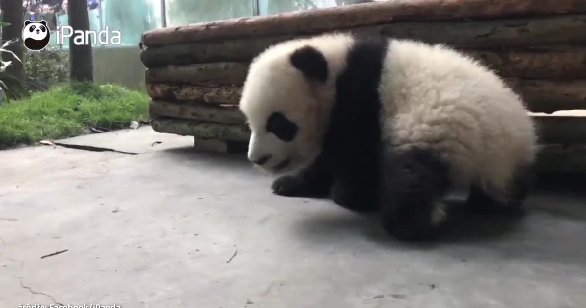 Pięć powodów, żeby być jak panda - Wiadomości