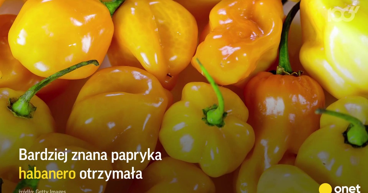 "Oddech smoka" może zabić. Jak ostra jest najostrzejsza papryczka? - Dom