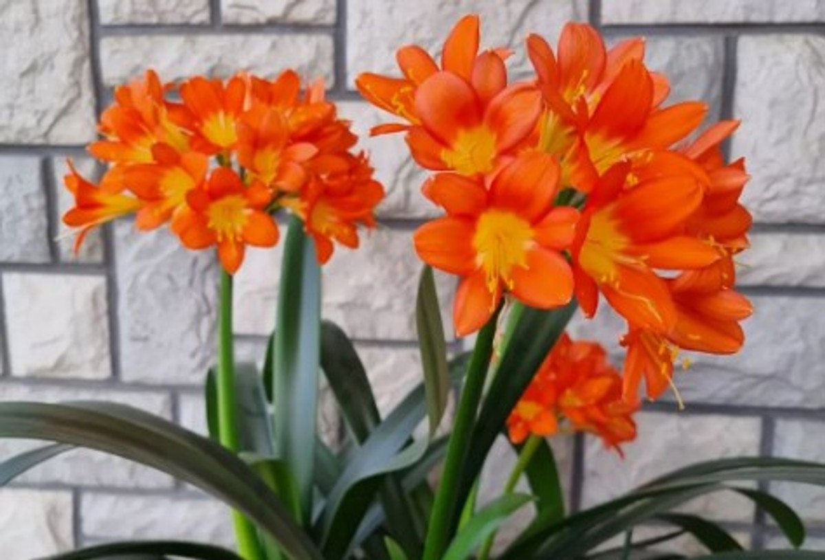 Klivija je sobna biljka koja simboliše dobre vesti, važna je i u feng ...