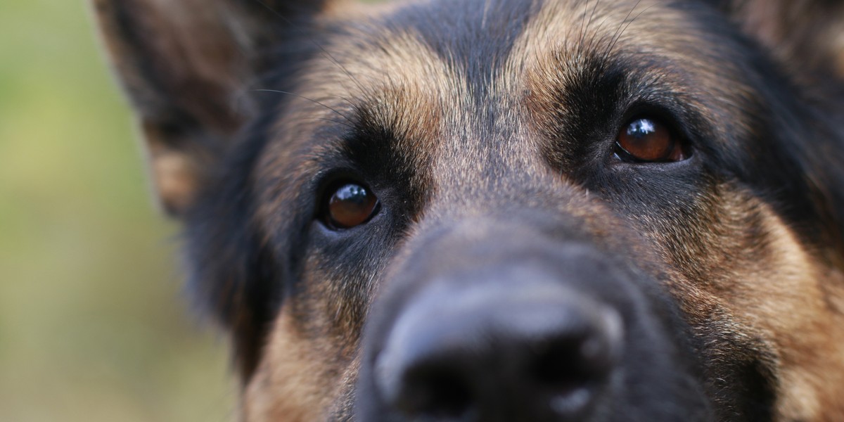 Oto najpopularniejsze rasy psów w Polsce. Poznaj ich cechy - Kobieta
