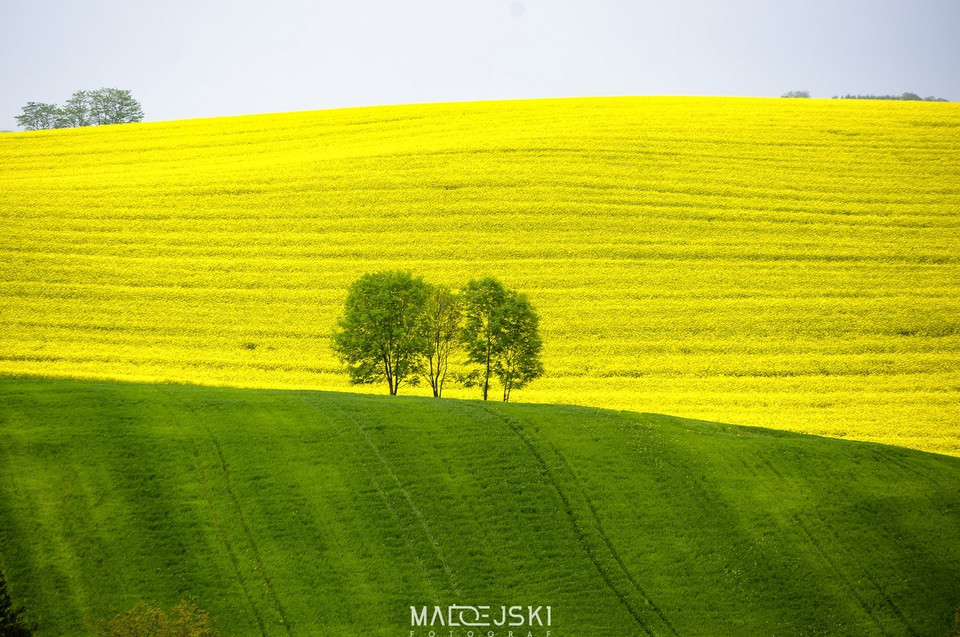 W Polsce kwitnie już rzepak. Niezwykłe ujęcia - Podróże