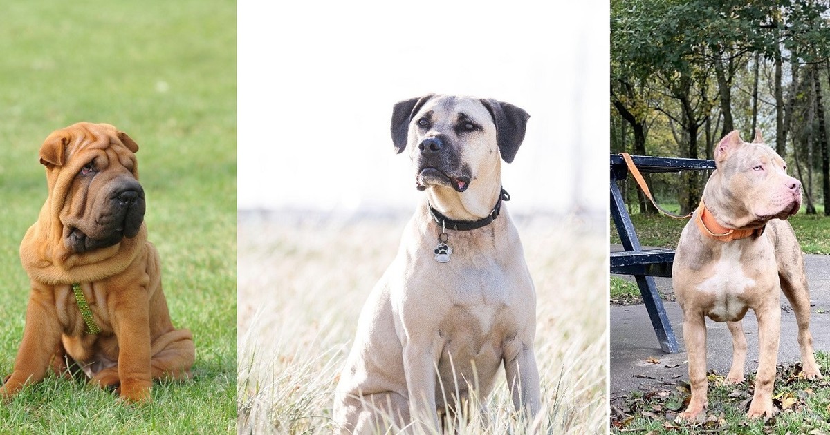 Wskazano 10 "najtrudniejszych" ras psów. Nie nadają się dla ...