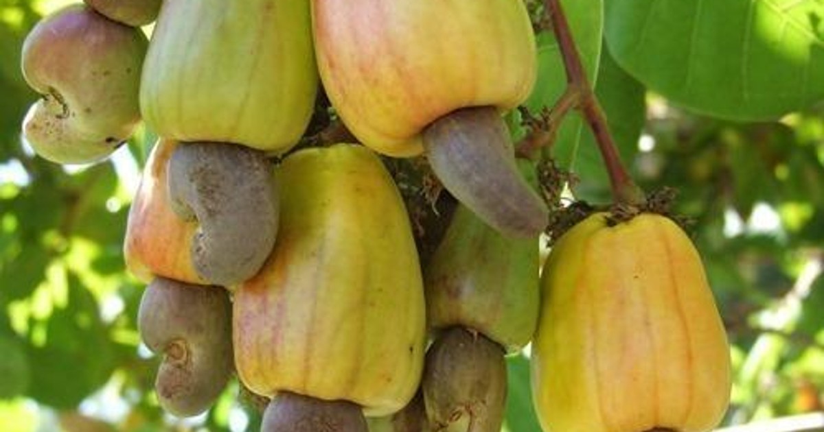 Ghanaian government to set up Authority for four tree crops | Business ...