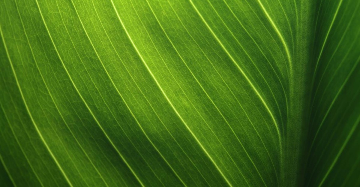 Celuloza - właściwości, zastosowanie w odżywianiu, kosmetyce i medycynie