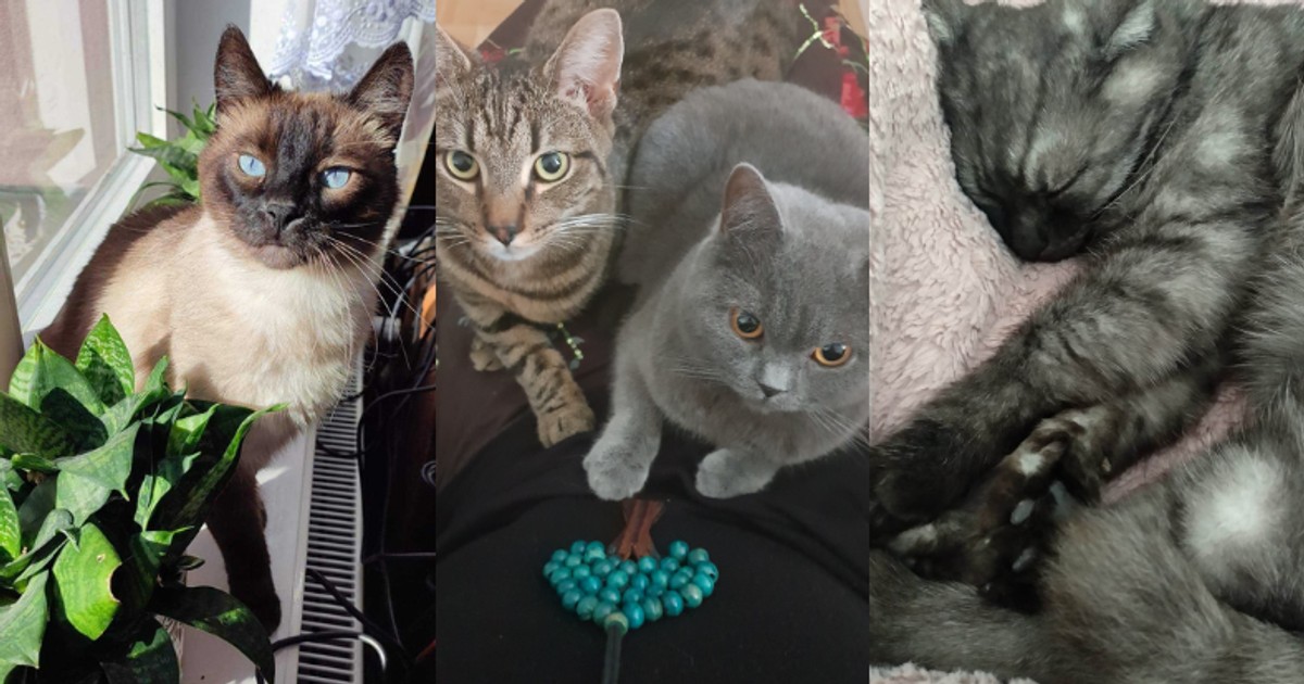 Kot na receptę! Koty zmniejszają stres, są dobre na sen i obniżają ...