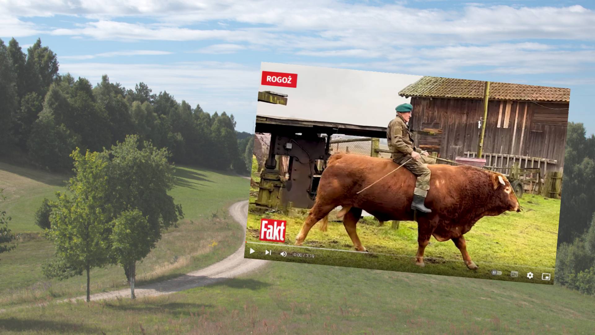 70-letni Romuald jest zaklinaczem byków. Pierwszego dosiadł, gdy miał ...