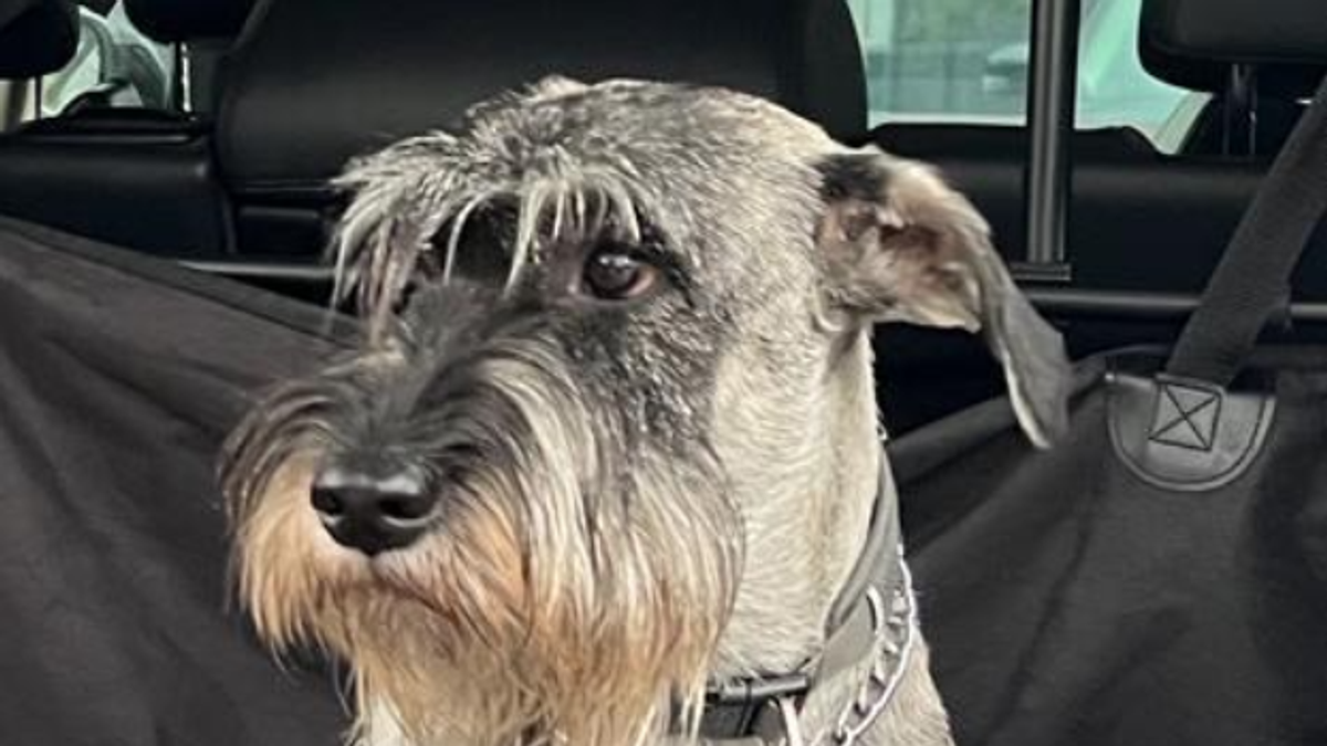 Nestao pas Srećko, rase šnaucer, na Novom Beogradu, ko ga vidi moli se ...