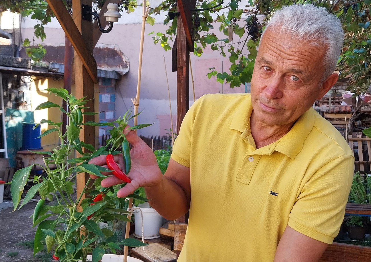 Nišlija u "Tršinom sokačetu" uzgaja najljuću papričicu na svetu: Probao ...