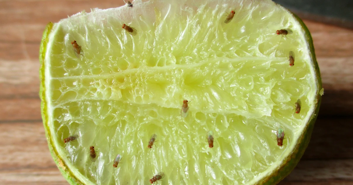 Domowe sposoby na muszki owocówki. Oto najskuteczniejsze pułapki ...