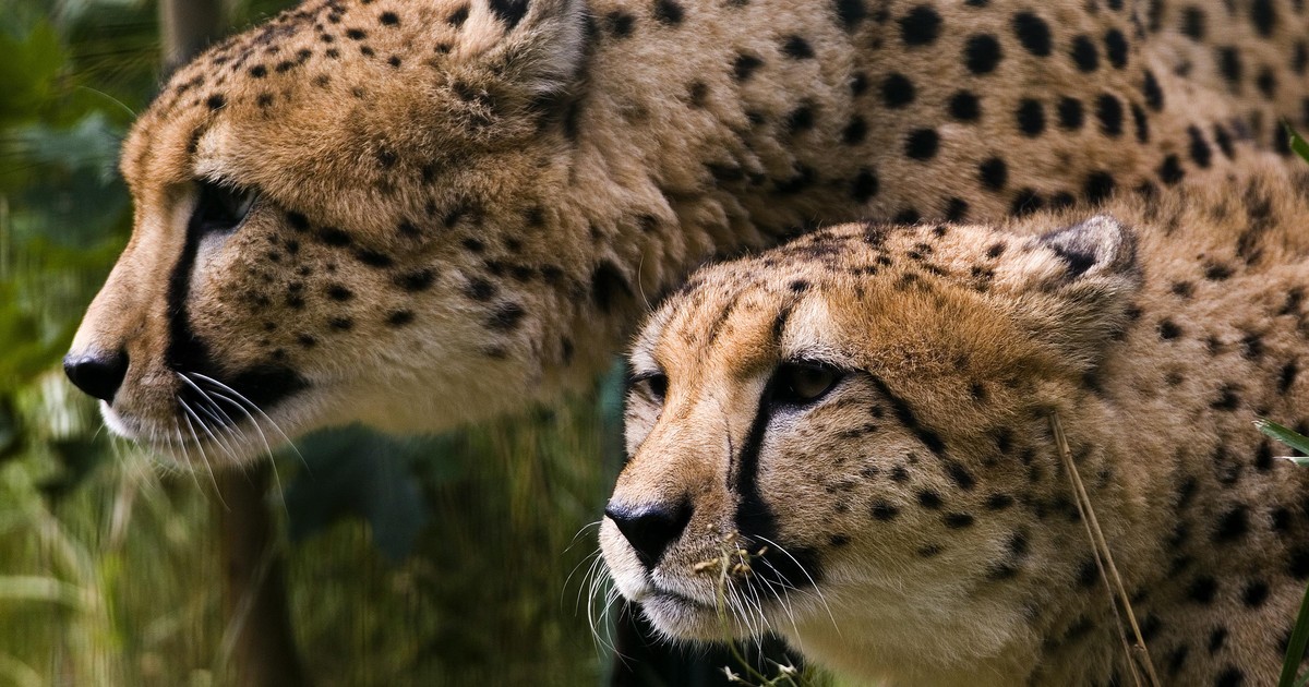 Ale mamy gepardy! Takie cuda tylko w zoo