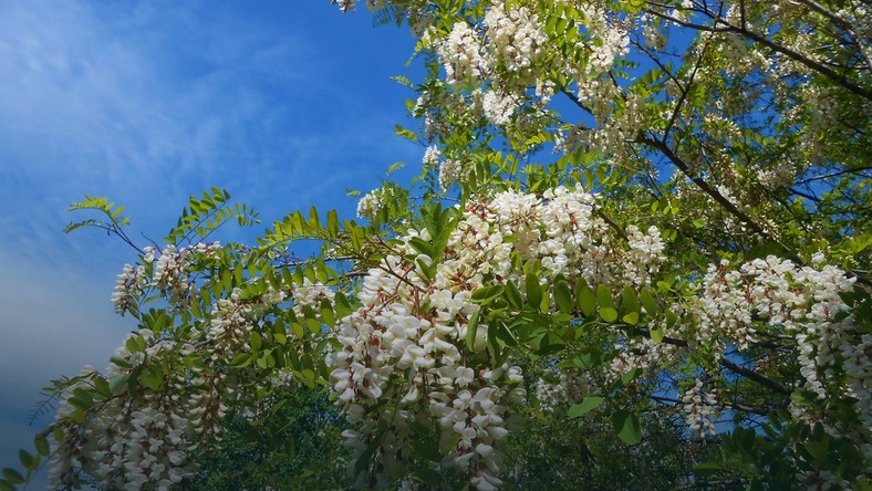 Akacje. Co to za drzewo i jakie daje drewno? Przepis na syrop oraz ...