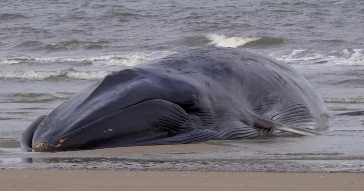 Turyści robią sobie zdjęcia z martwym wielorybem. Trudno go usunąć ...