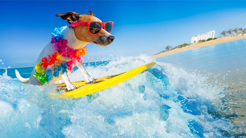 Kutyás strandok Magyarországon: itt a kutyabarát strandok listája ...