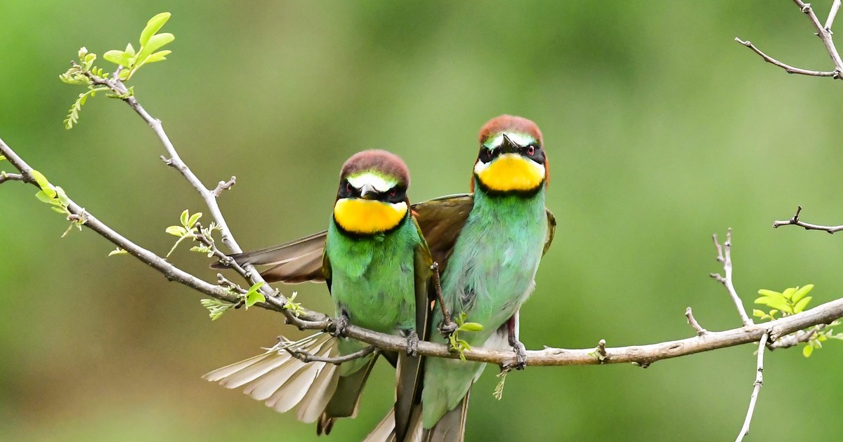 I've been using the viral 'bird test' for years. It's helped me find ...