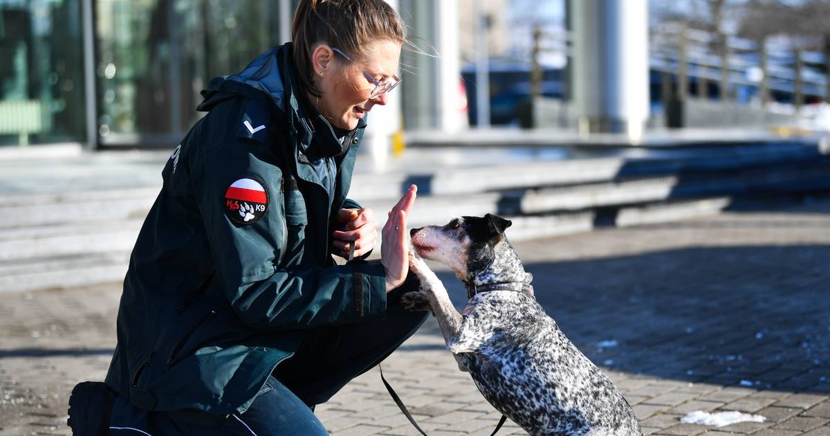 Edek przeszedł na emeryturę. Wyniuchał ponad 2,5 tony narkotyków ...
