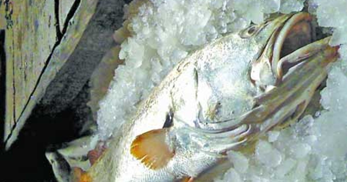 Bahaba chińska (bahaba taipingensis) - prawdziwa "złota rybka" - Podróże