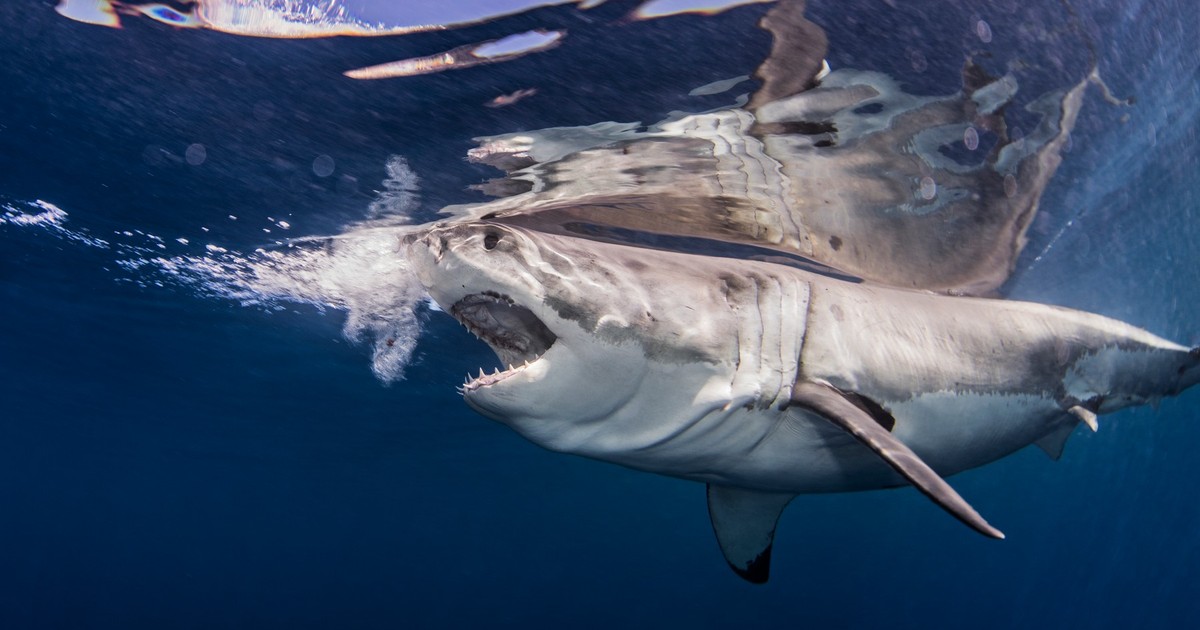 AJKULA UBILA TINEJDŽERKU (16) U AUSTRALIJI Skočila sa džet skija da bi videla jato delfina, kada ...