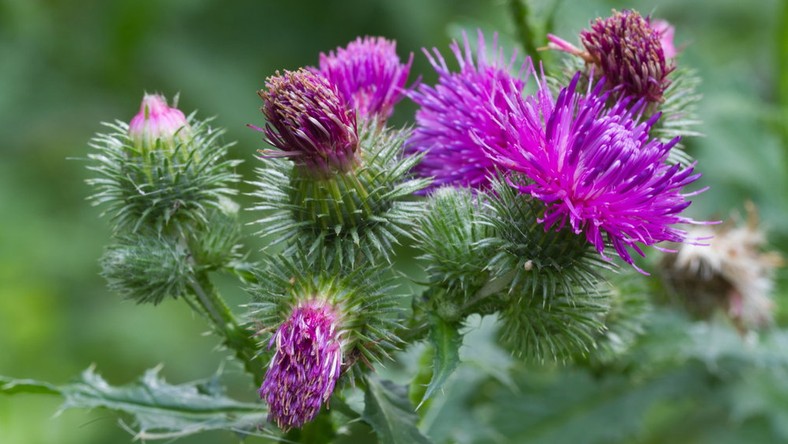 Ostropest plamisty - jak stosować? Opinie, właściwości, sposób użycia ...