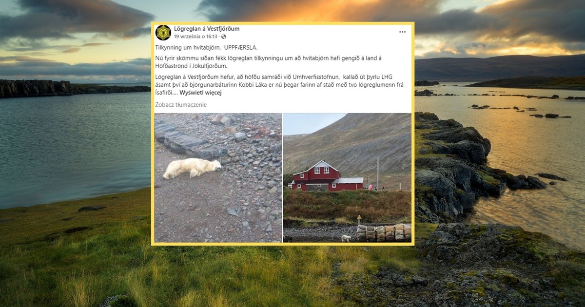 Zabito niedźwiedzia polarnego. W tym miejscu jest gatunkiem chronionym ...