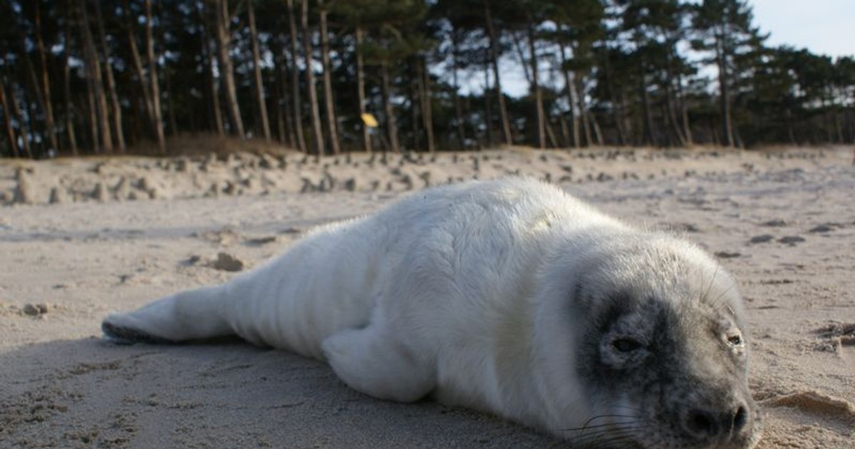 Hel: trzecie narodziny foki - Wiadomości
