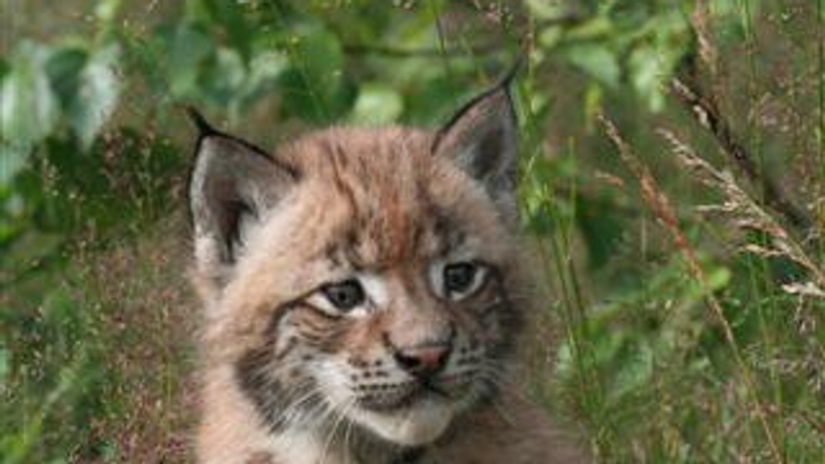 Przemyśl: placówka lecznicza dla rysi - Podróże