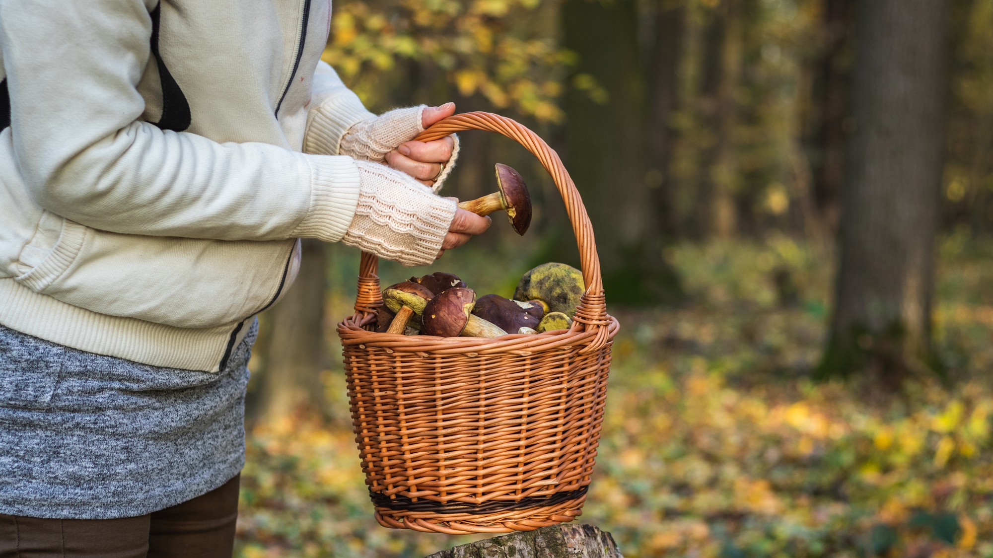 Stanka zmizla počas zberu húb, pátrali po nej celé dni: Hrozivý nález ...