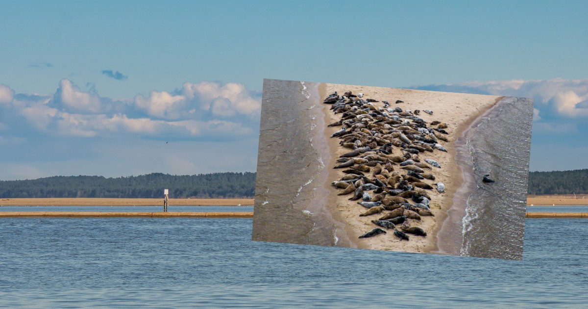 Wyspa Sobieszewska. Niecodzienny widok wylegującego się stada fok - Podróże