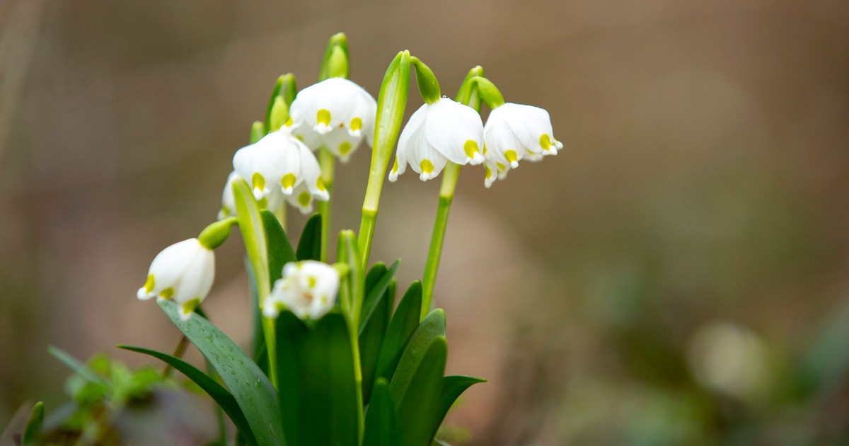 Wiosna 2020. Kiedy jest pierwszy dzień wiosny? Data kalendarzowa i ...