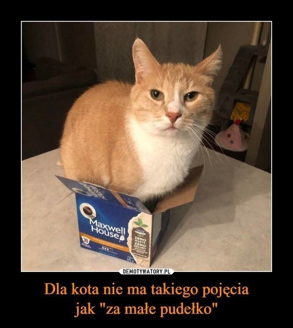 Międzynarodowy Dzień Kota. Oto najlepsze memy. Popłaczesz sie ze ...