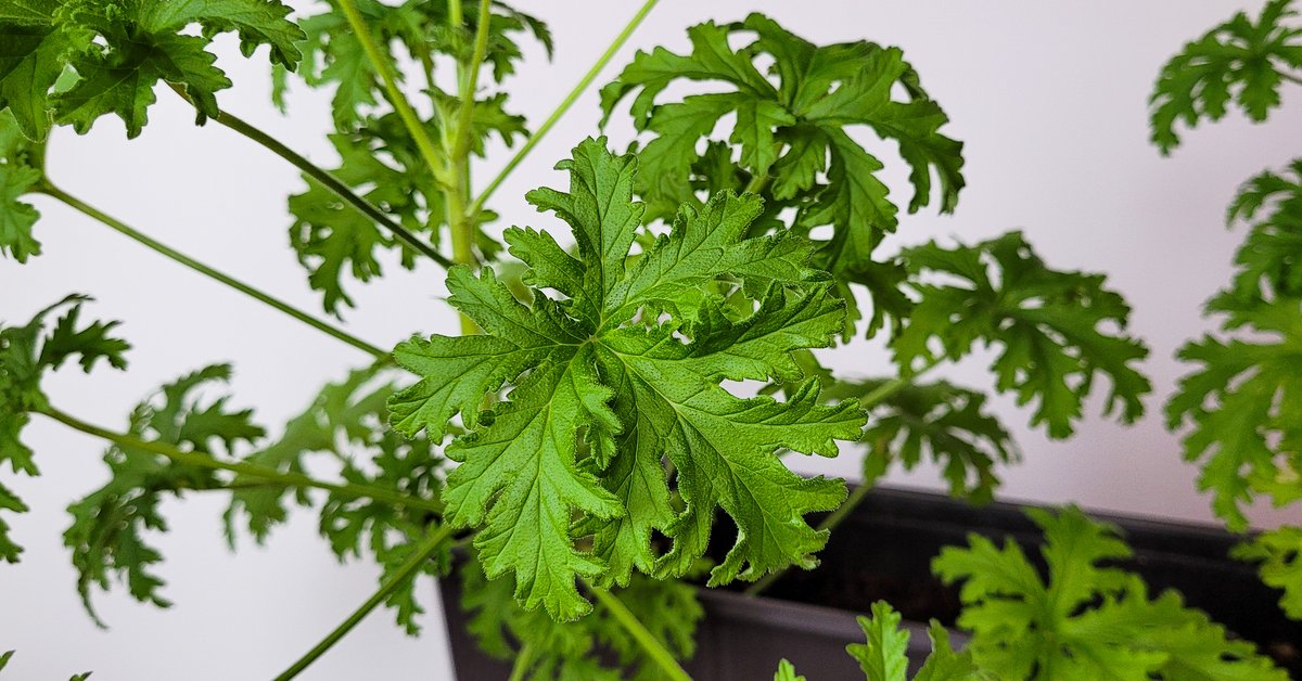 Geranium – roślina doniczkowa o cennych właściwościach leczniczych ...