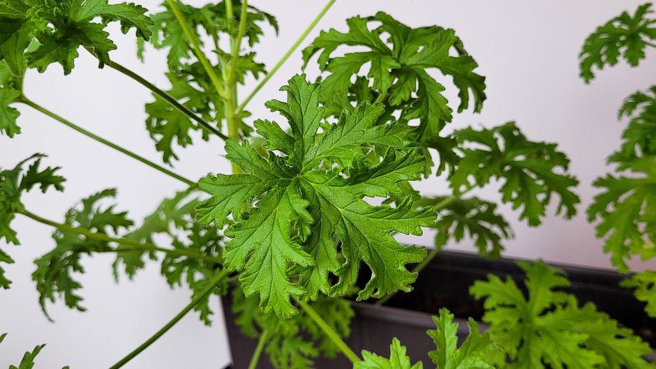 Geranium – roślina doniczkowa o cennych właściwościach leczniczych ...