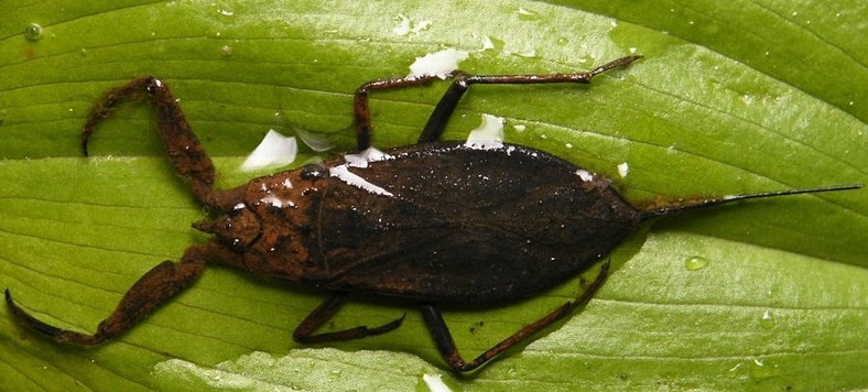 Niebezpieczne owady w Polsce. Tych gatunków unikaj jak ognia! - Kobieta