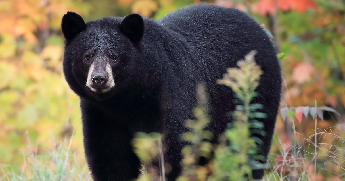 The true story behind the 'Cocaine Bear' movie, a bizarre fictional ...