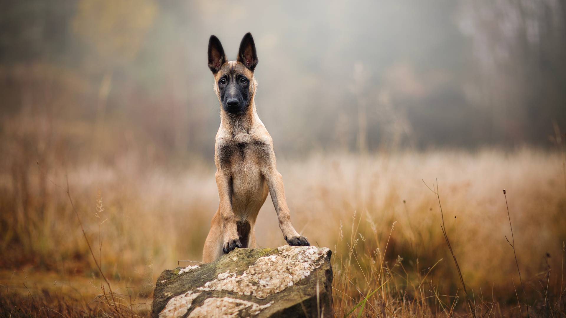 Sennik: pies. Co oznacza i jak go interpretować? | Ofeminin