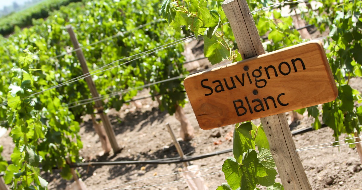 Egy elegáns egri sauvignon blanc Tompa Imre tolmácsolásában - Blikk