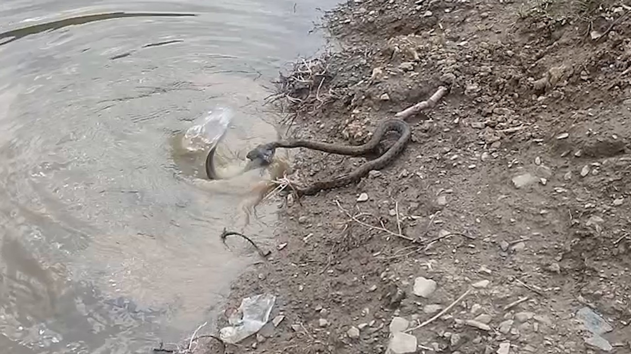 OKRŠAJ DAVIDA I GOLIJATA Zmija izvukla ribu na obalu kako bi je pojela ... OKRŠAJ DAVIDA I GOLIJATA Zmija izvukla ribu na obalu kako bi je pojela ...
