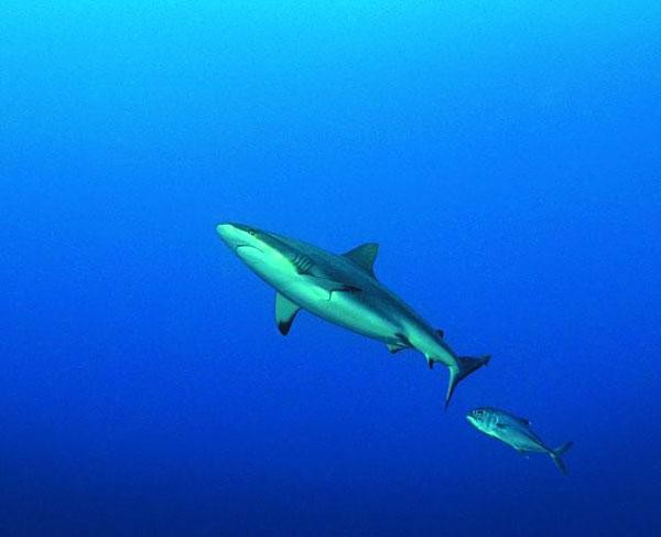 Kajmany - podwodny świat - Podróże